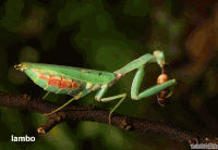 Mantis GIFs - Get the best gif on GIFER
