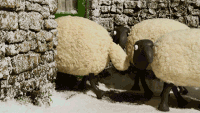 Herding GIFs - Get the best gif on GIFER