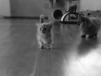 Wot GIFs - Get the best gif on GIFER