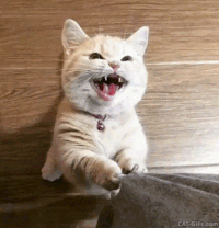 Needy GIFs - Get the best gif on GIFER