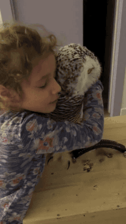 Buho GIF - Conseguir el mejor gif en GIFER