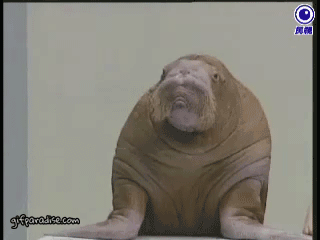 Morse GIFs - Get the best gif on GIFER