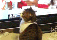 Bilan GIFs - Obtenez le meilleur gif sur GIFER