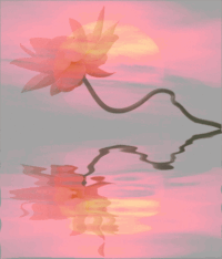 Lotus GIFs - Get the best gif on GIFER