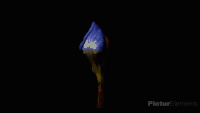 Iris GIFs - Get the best gif on GIFER