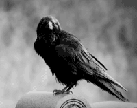 Crow GIFs - Get the best gif on GIFER