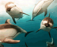 Dolphin GIFs - Get the best gif on GIFER