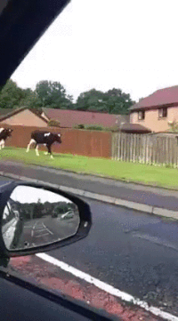 Cow GIFs - Get the best gif on GIFER