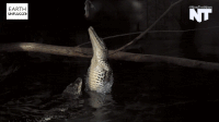 Alligator snapping turtle GIFs - Obtenez le meilleur gif sur GIFER