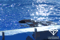 Seaworld GIFs - Get the best gif on GIFER