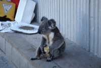 Coala GIFs - Get the best gif on GIFER