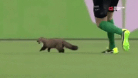 Marten GIFs - Get the best gif on GIFER