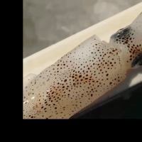 Squid GIFs - Get the best gif on GIFER