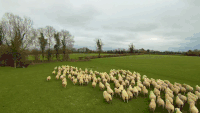 Herding GIFs - Get the best gif on GIFER