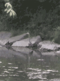 Herons GIFs - Get the best gif on GIFER