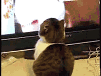 Sorpendido GIFs - Get the best gif on GIFER