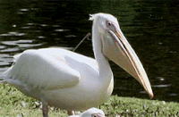Pelican GIFs - Get the best gif on GIFER