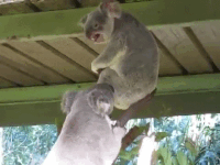 Bambu GIFs - Get the best gif on GIFER