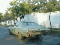 Techo GIFs - Get the best gif on GIFER