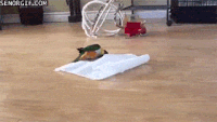 Happybirds GIFs - Get the best gif on GIFER