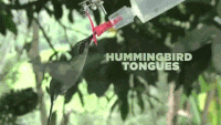 Feeder GIFs - Get the best gif on GIFER