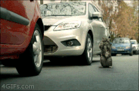 Purrfect GIFs - Get the best gif on GIFER
