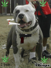 Pit bull GIF - Conseguir o melhor gif em GIFER