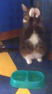 Give GIFs - Get the best gif on GIFER