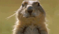 Marmot GIFs - Get the best gif on GIFER