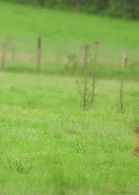 Deer GIFs - Get the best gif on GIFER