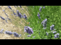 Lavender GIFs - Get the best gif on GIFER