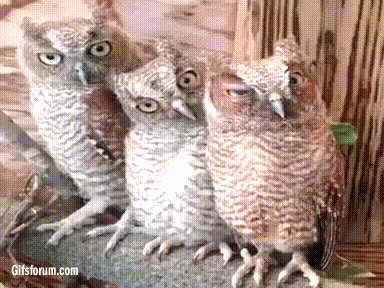 Sova GIFs - Get the best gif on GIFER