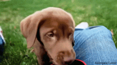Chocolate lab GIF - Conseguir o melhor gif em GIFER