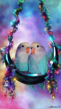 Budgie GIFs - Get the best gif on GIFER