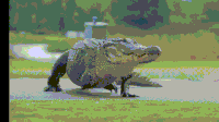 Alligators GIFs - Get the best gif on GIFER