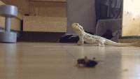Lizard GIFs - Get the best gif on GIFER