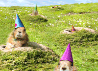 Prairie dog GIFs - Get the best gif on GIFER