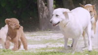 Labrador retriever GIF - Conseguir o melhor gif em GIFER