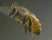 Abeja GIFs - Get the best gif on GIFER