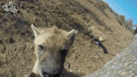 Hyena GIFs - Get the best gif on GIFER