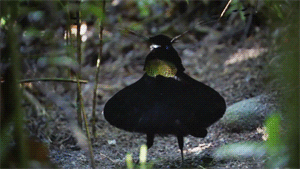 Mating signal GIF - Conseguir el mejor gif en GIFER