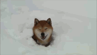 Northeast GIFs - Get the best gif on GIFER