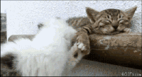 Ignoring GIFs - Get the best gif on GIFER