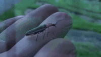 Fireflies GIFs - Get the best gif on GIFER