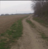 Stray GIFs - Get the best gif on GIFER