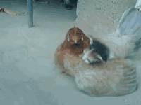 Hen GIFs - Get the best gif on GIFER