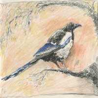 Magpie GIFs - Get the best gif on GIFER