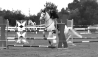 Equitation GIFs - Get the best gif on GIFER