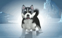 Husky GIFs - Get the best gif on GIFER