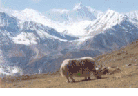 Region GIFs - Get the best gif on GIFER
